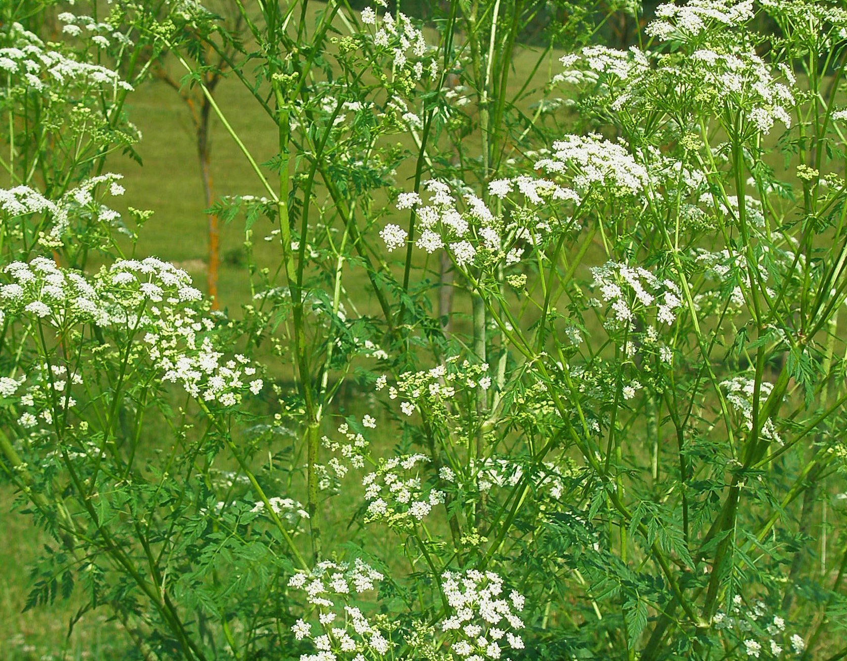 Na potulkách Tvarožnianskou dolinou V: Krásne, liečivé, nebezpečné ...