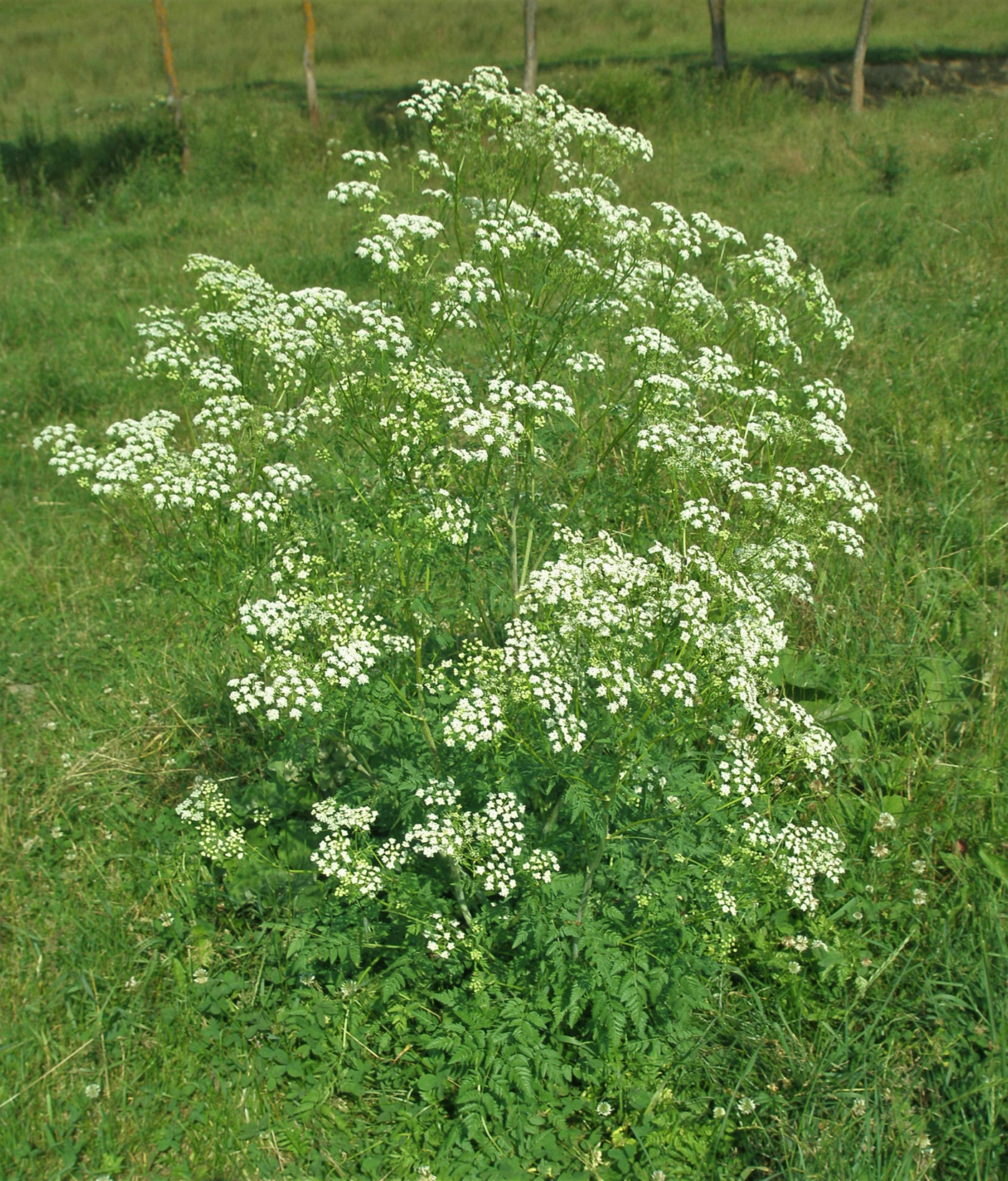 Na potulkách Tvarožnianskou dolinou V: Krásne, liečivé, nebezpečné ...