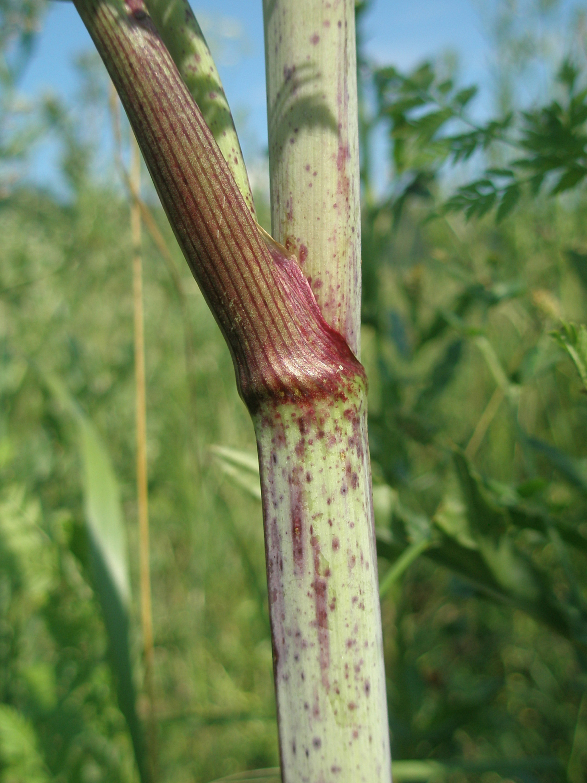 Na potulkách Tvarožnianskou dolinou V: Krásne, liečivé, nebezpečné ...