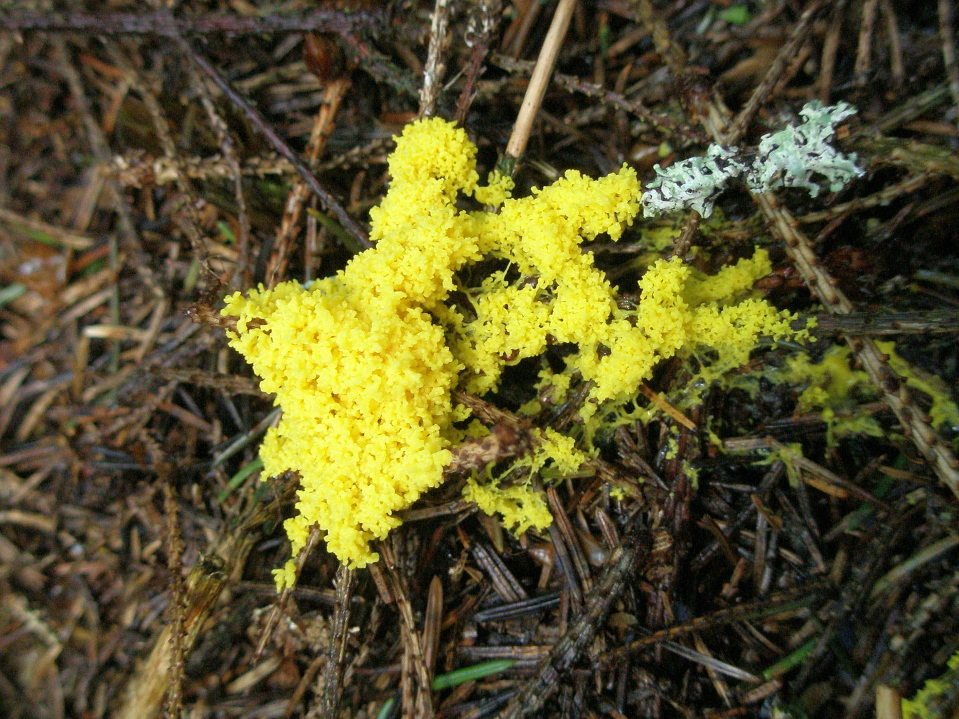 Príbeh kráčajúcej huby - prosilva - Blog - Pravda