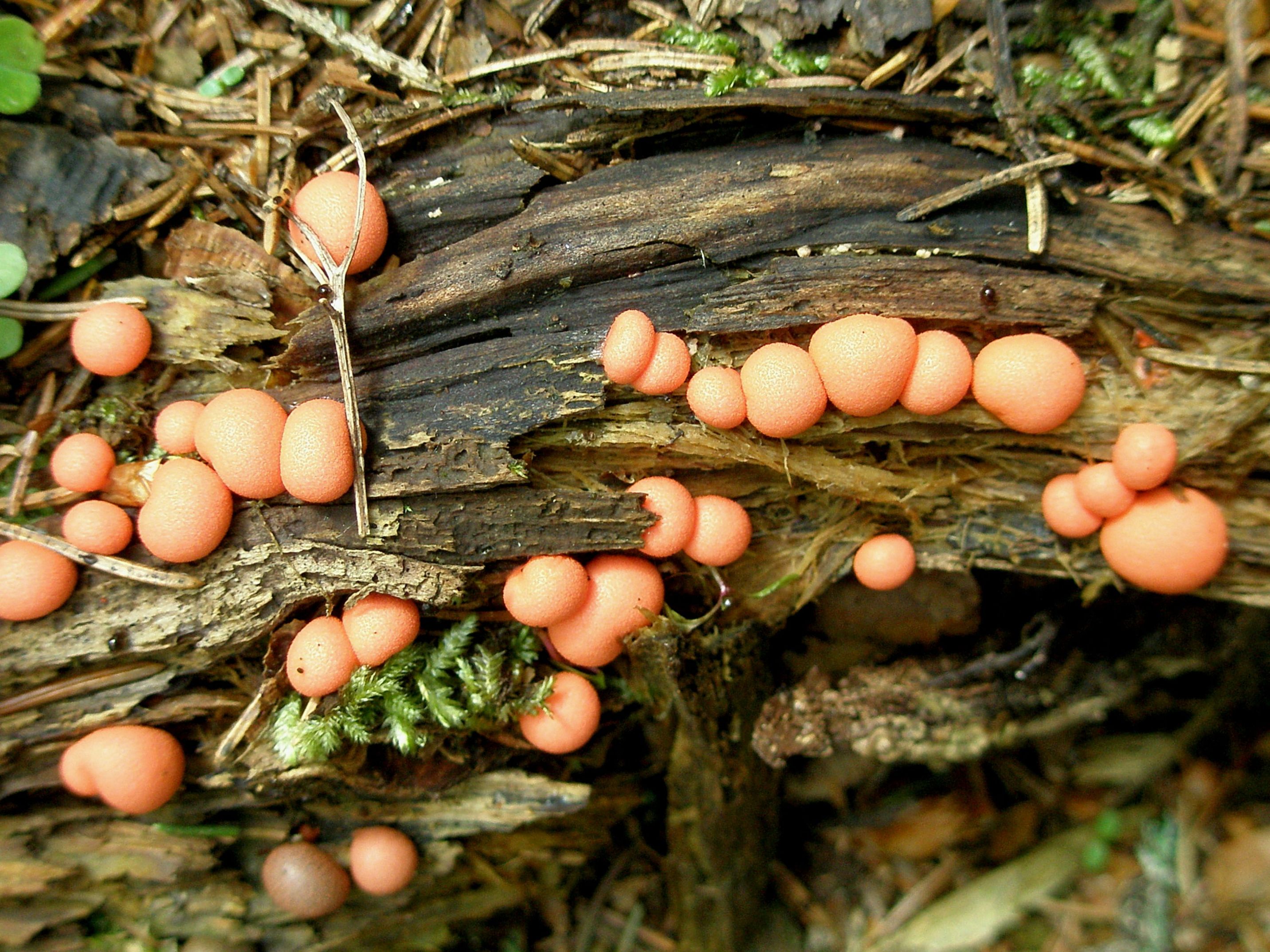 Príbeh kráčajúcej huby - prosilva - Blog - Pravda