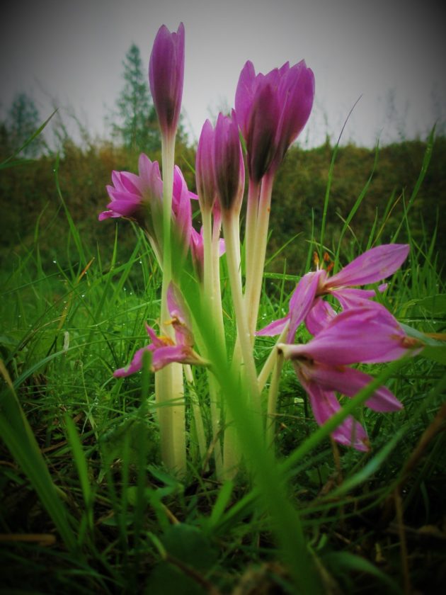 Rozkvitli kráľovné jesenných dolín – jesienky - prosilva - Blog - Pravda