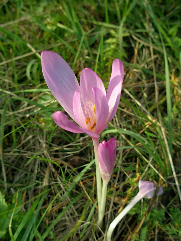 Rozkvitli kráľovné jesenných dolín – jesienky - prosilva - Blog - Pravda